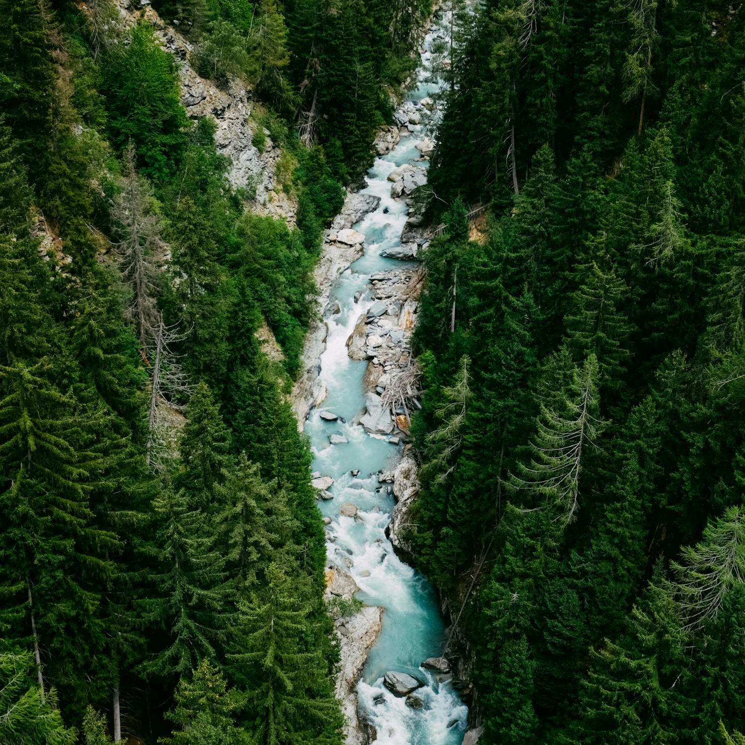 Health & Harmony: Forest Bathing 101